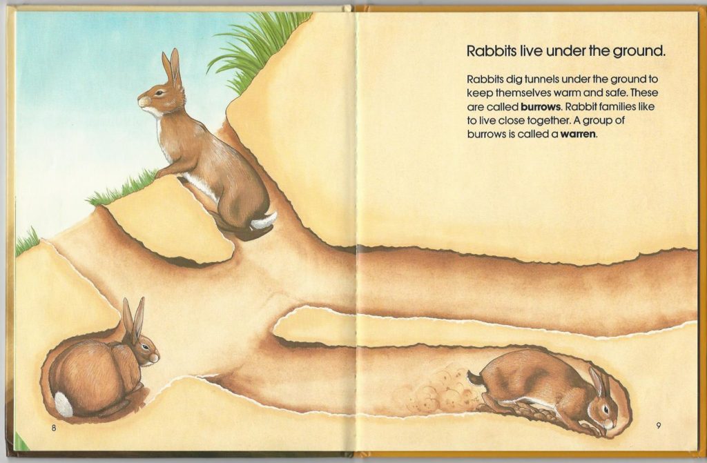 The Life Cycle of a Rabbit - Bookstuffshop